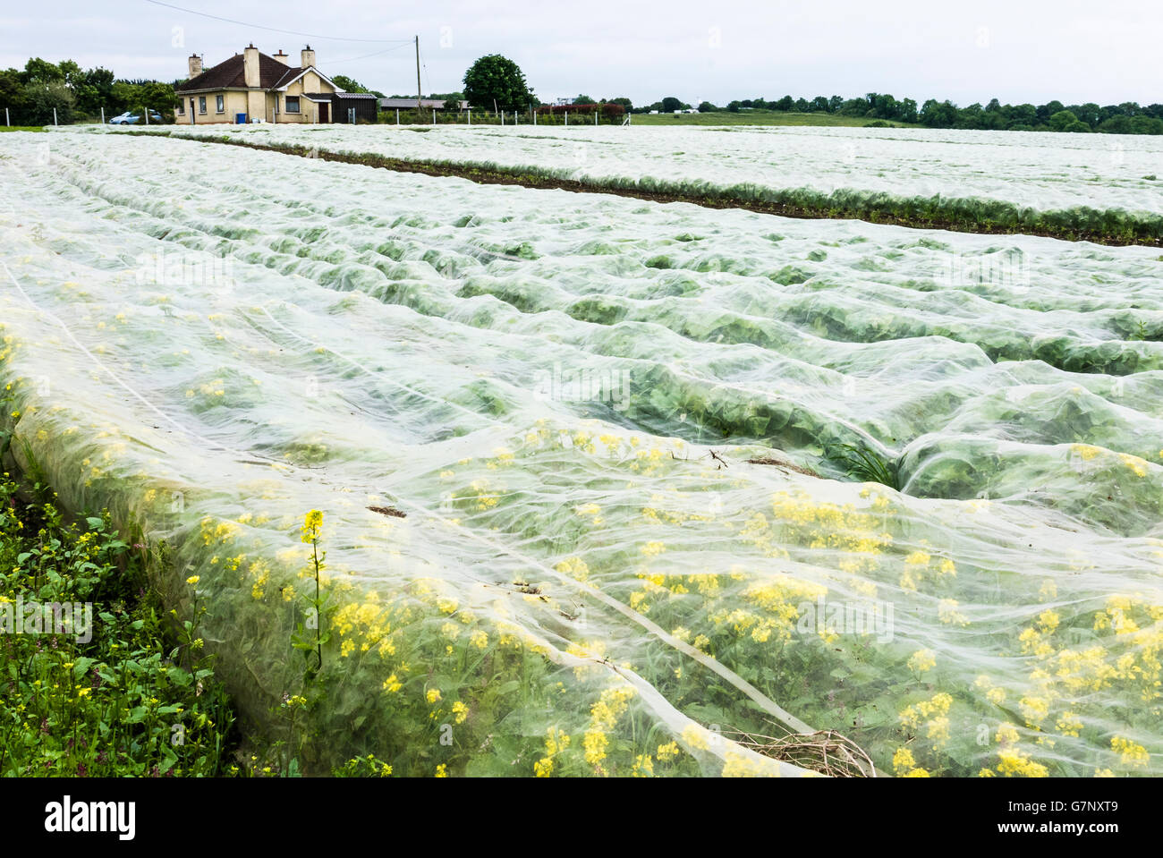 Netting brassica hi-res stock photography and images - Alamy