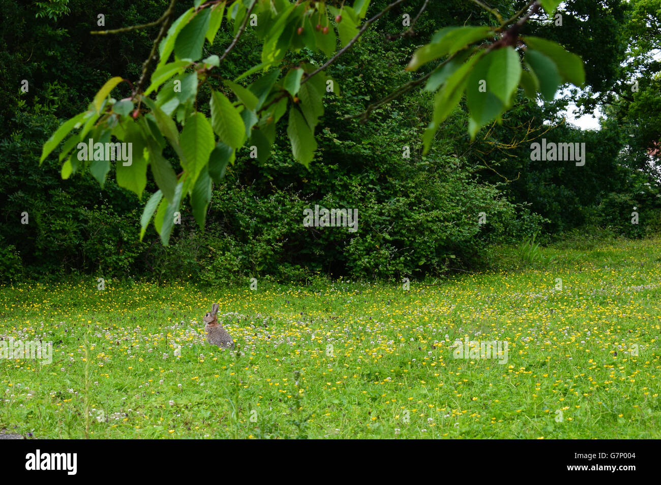Rabbit looking away from the camera amongst wildflowers Stock Photo - Alamy