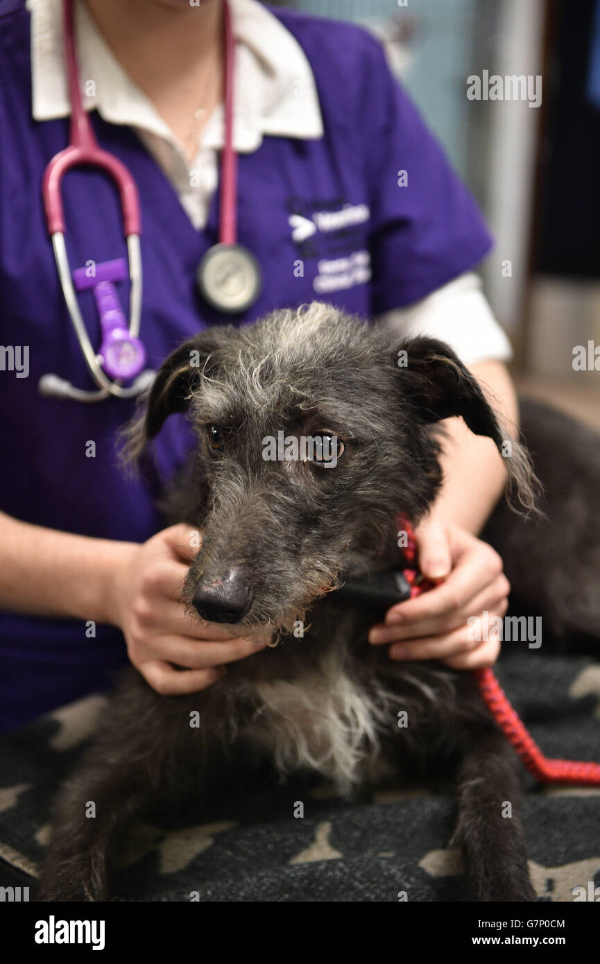 Dogmatrix, a lurcher, in for a routine examination at Beaumont ...