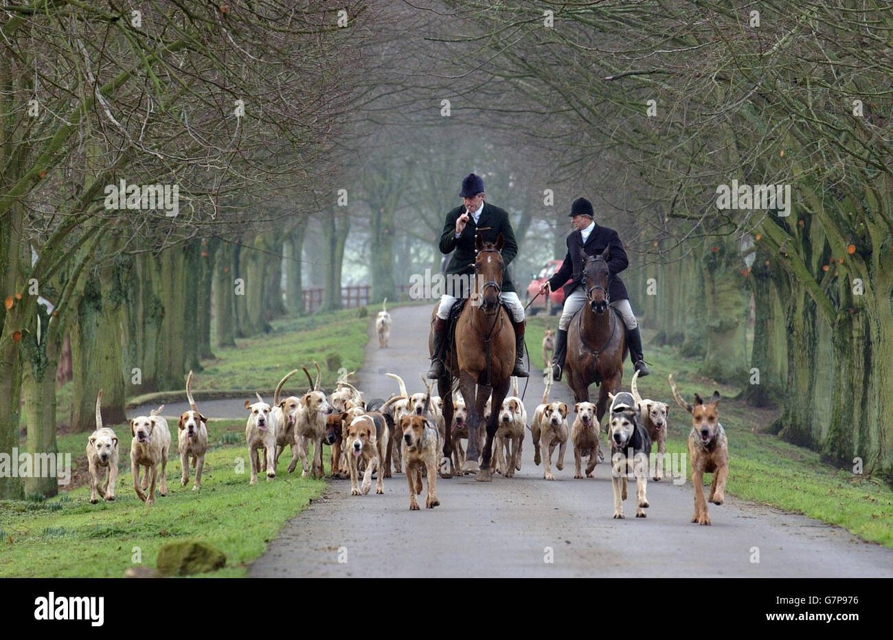 Full length riding hunting dogs mangrk hi-res stock photography and ...