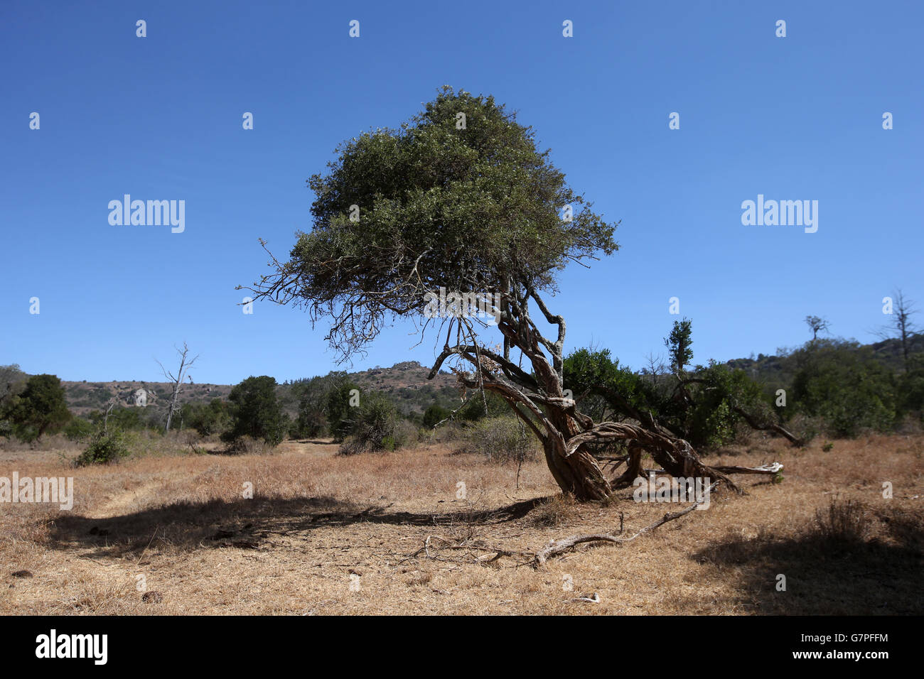 Travel Stock - Kenya. A tree in Laikipa County as Kenyans go about ...
