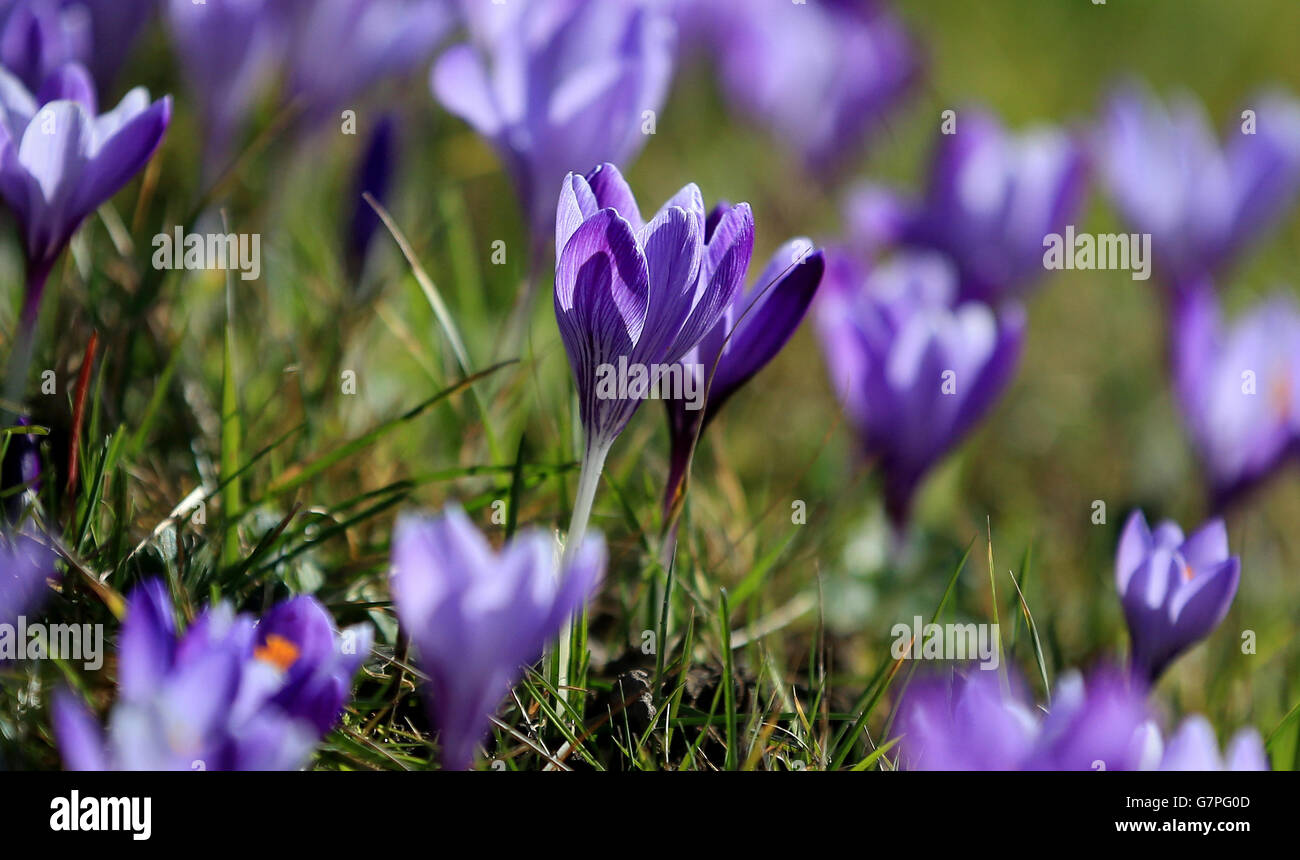 Spring flowers in the sunshine in Bidborough, Kent, as forecasters ...