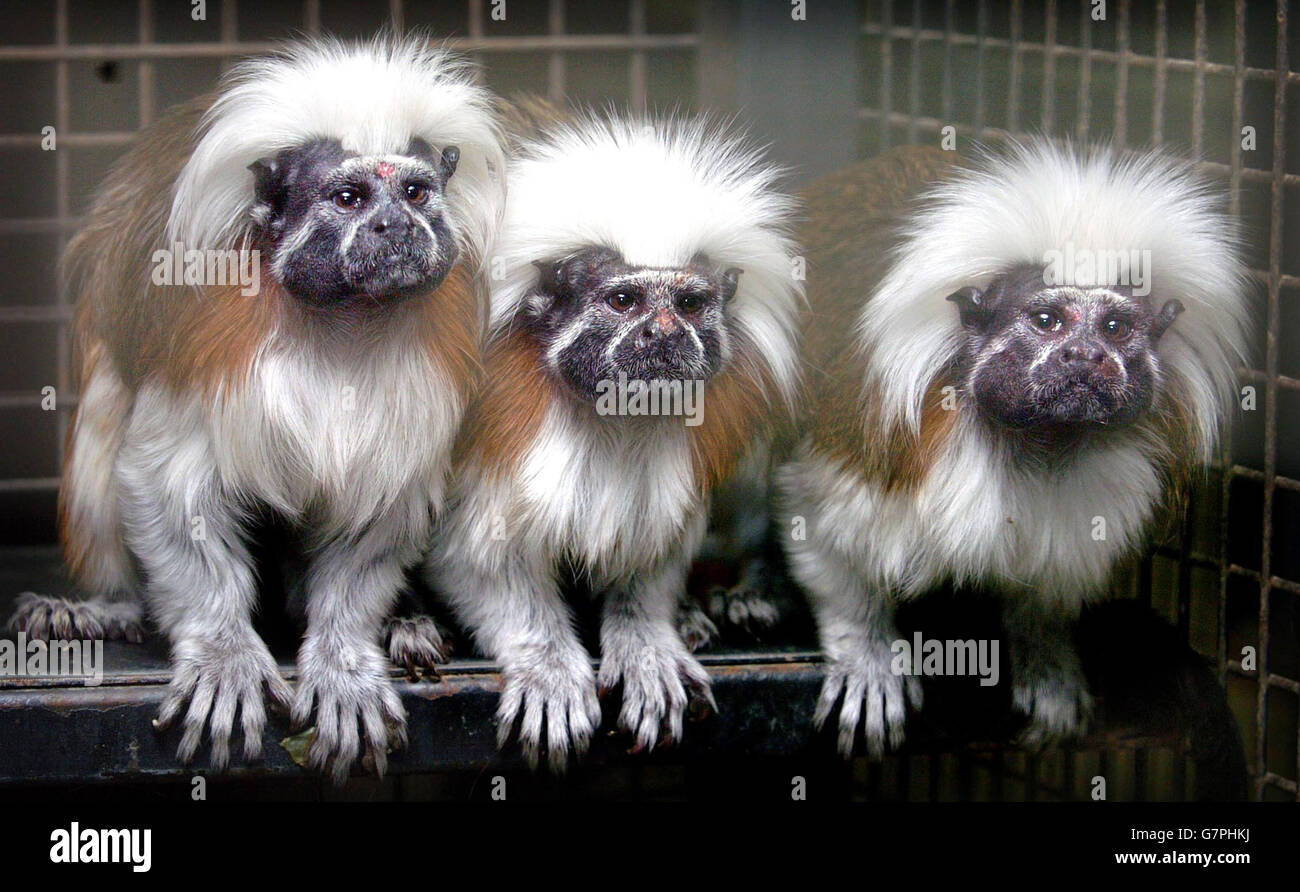 Rio, Baby and Pinkie, the Tamarin monkeys back home. The monkeys were ...