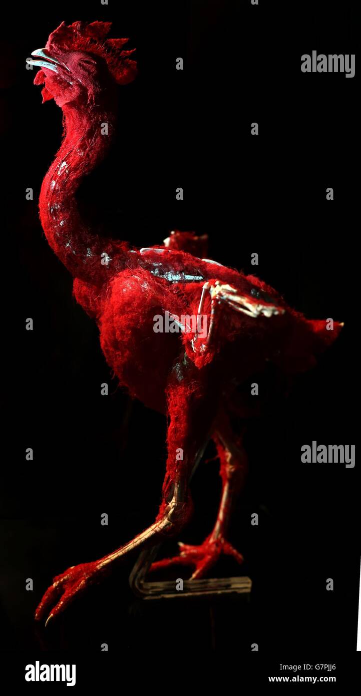 Animal Exhibition Inside Out High Resolution Stock Photography and ...