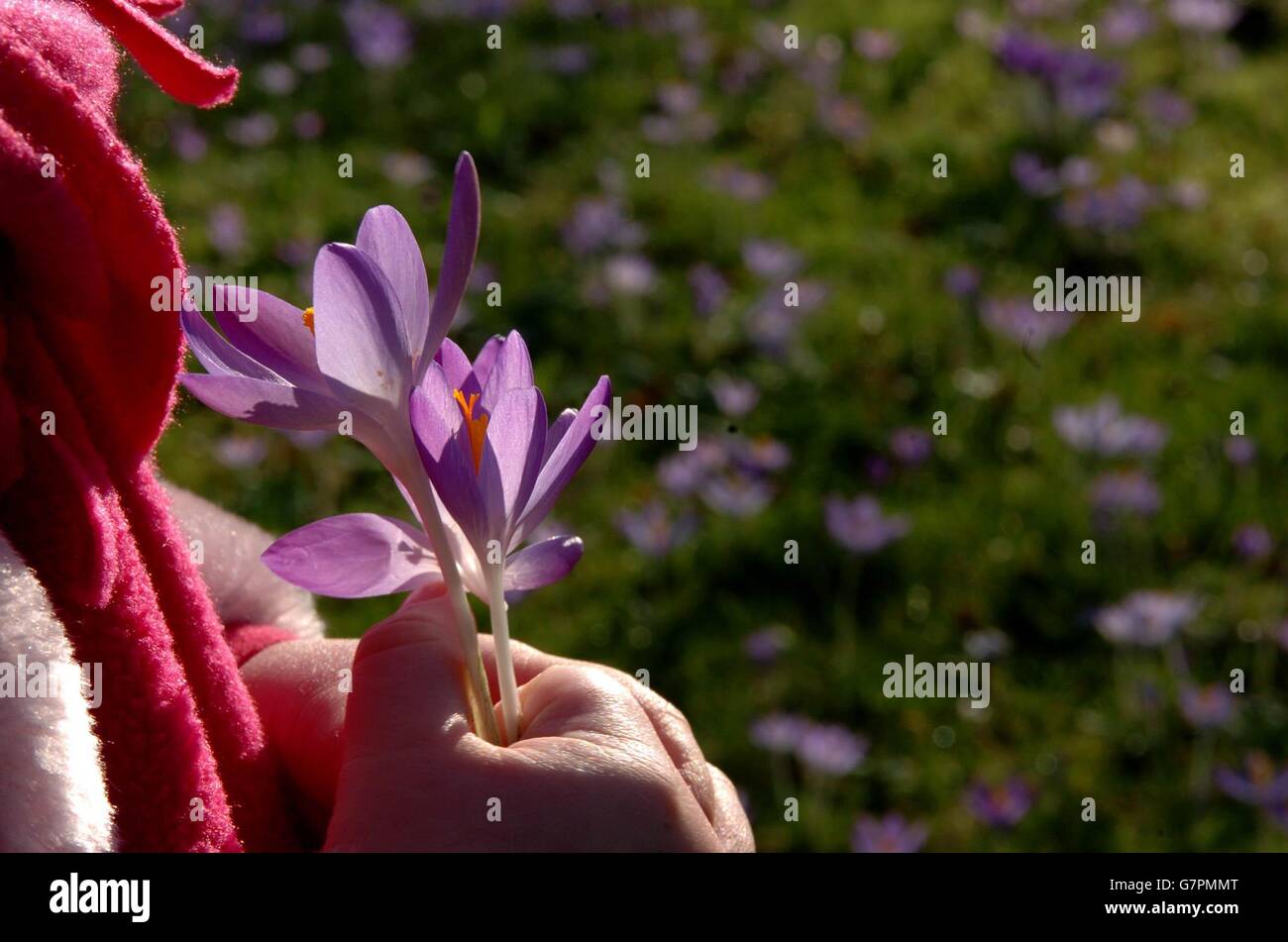 Sophie Rhodes, 2, from Cambridge, holds a crocus as she enjoys the ...