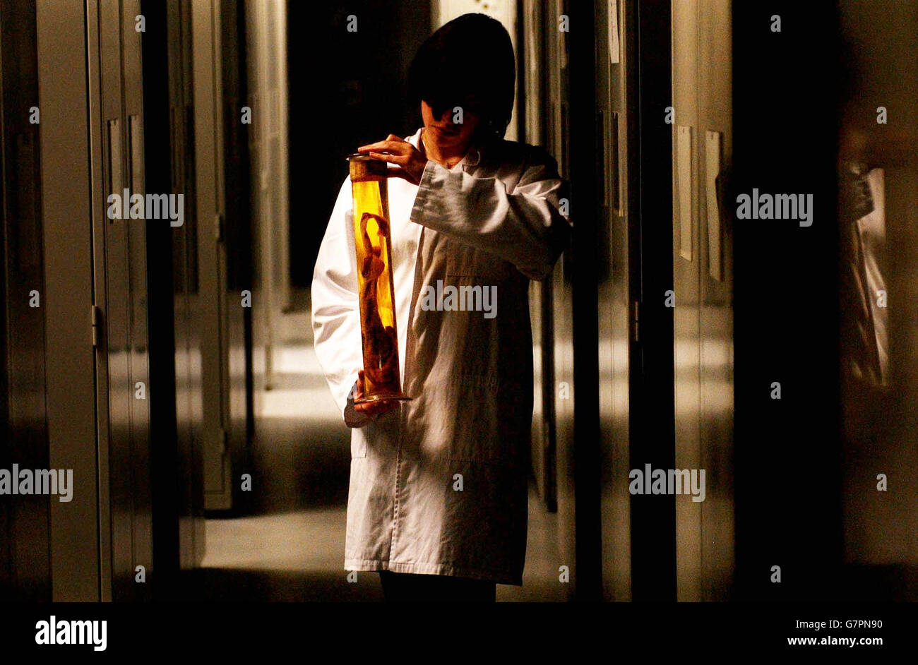 A researcher gathers a jar containing a shark specimen Stock Photo - Alamy