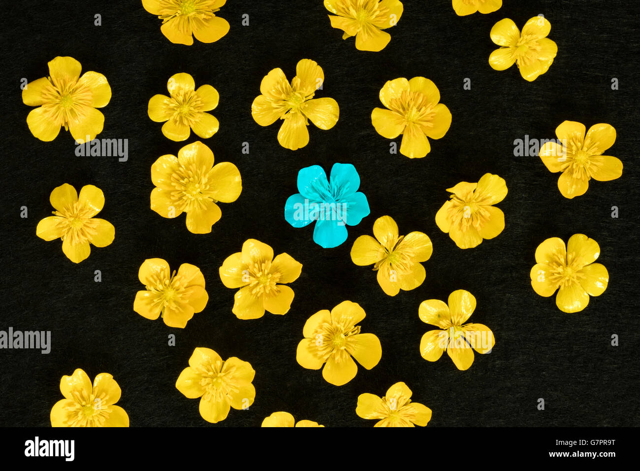 Group of identical yellow flowers where there is one different. It ...