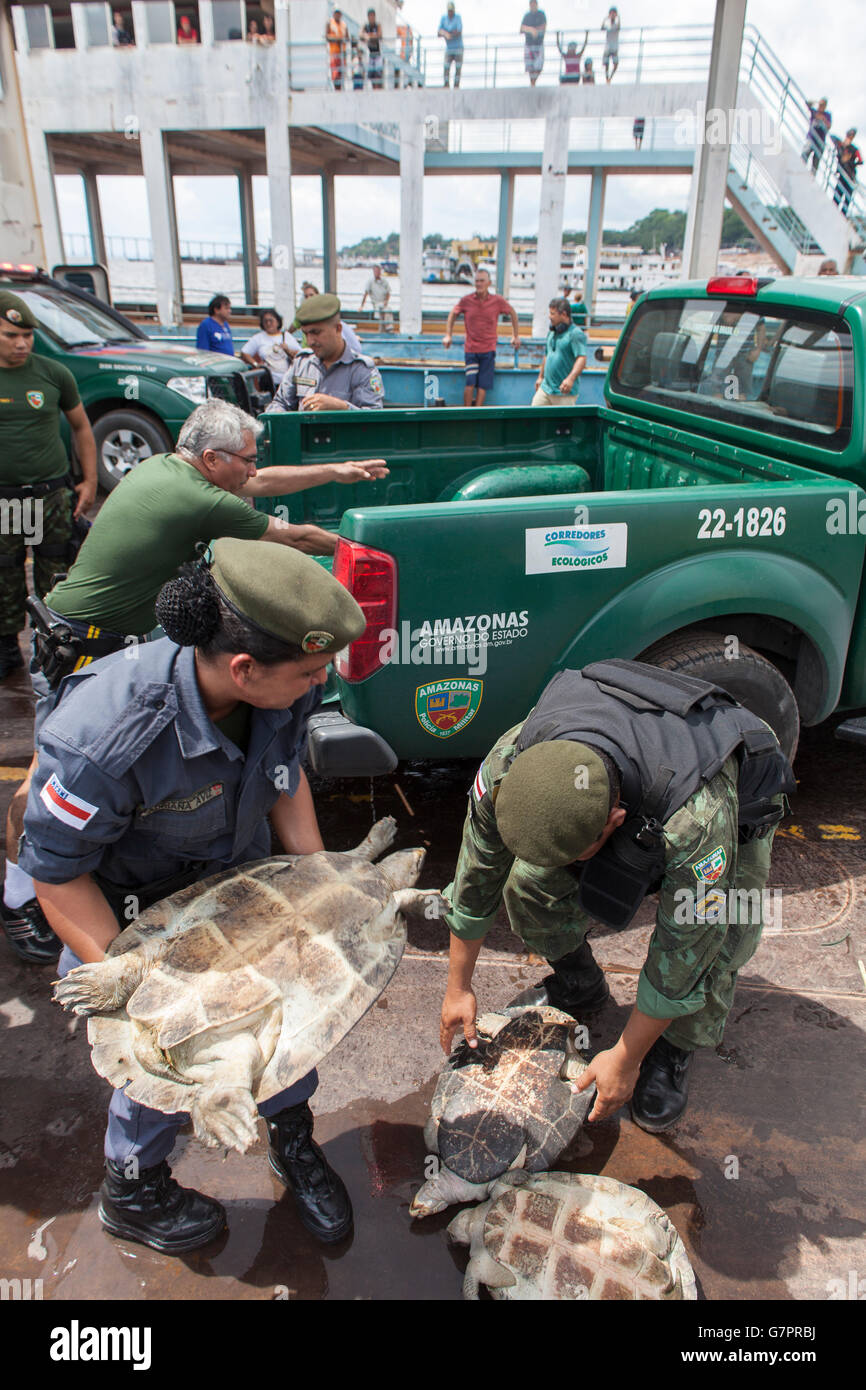 Amazon river turtle, seizure of illegal hunting by Amazonas State ...
