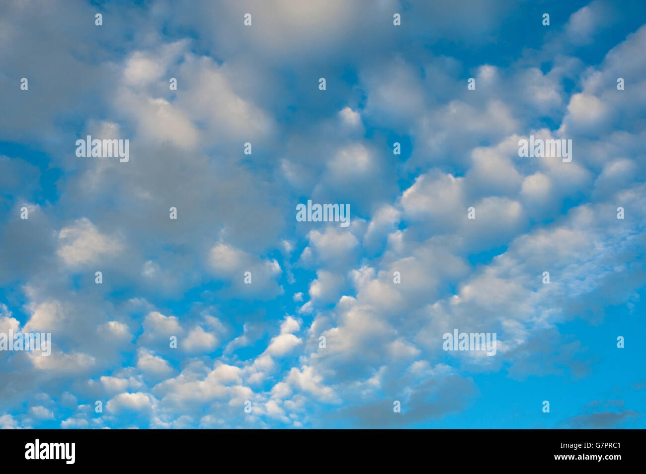 Altocumulus clouds in blue sky getting toward sunset Stock Photo - Alamy