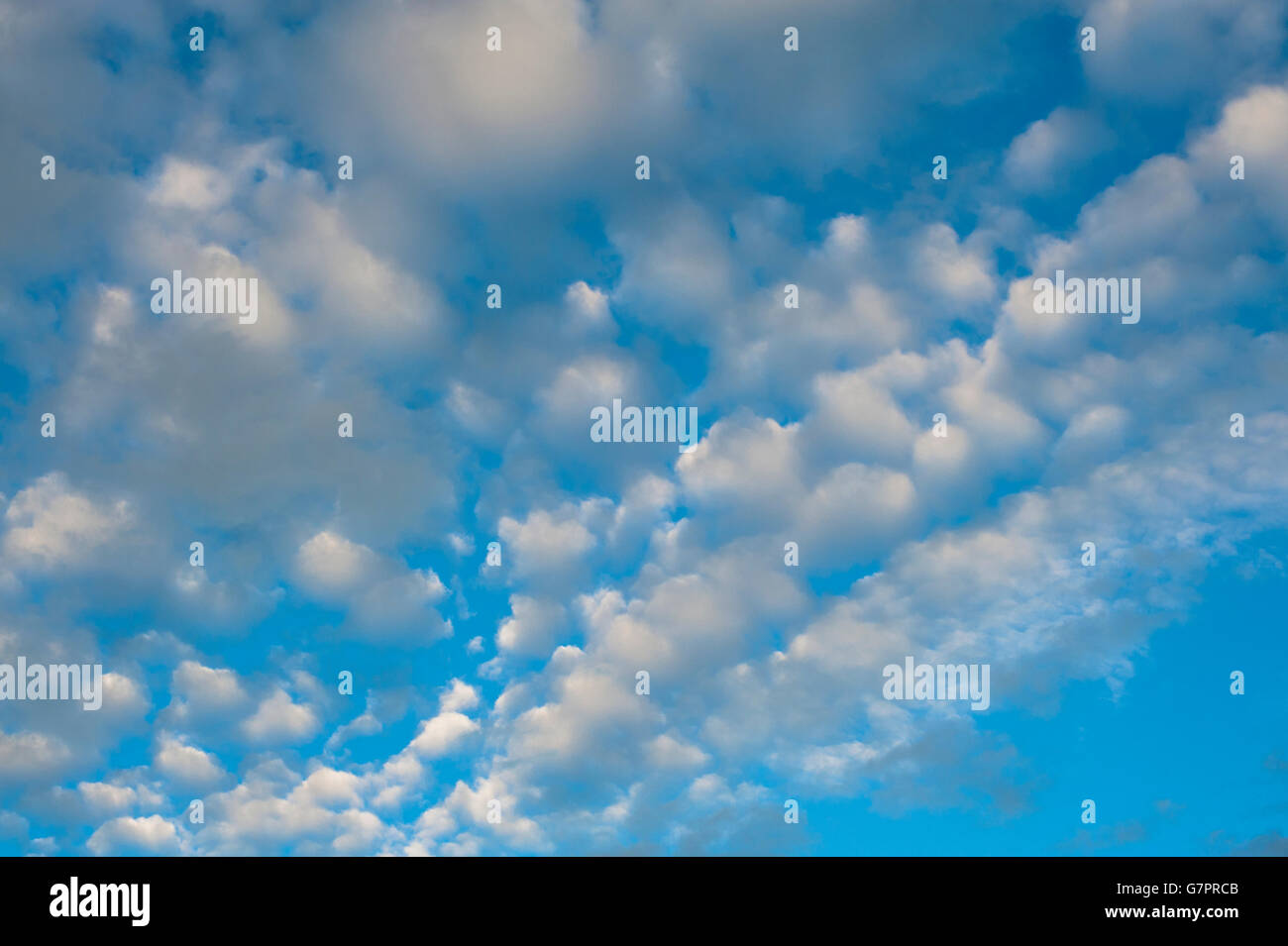 Altocumulus clouds in blue sky getting toward sunset Stock Photo - Alamy
