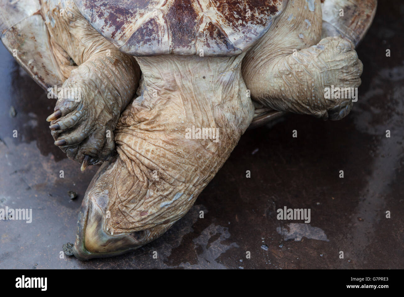 The seizure hi-res stock photography and images - Alamy