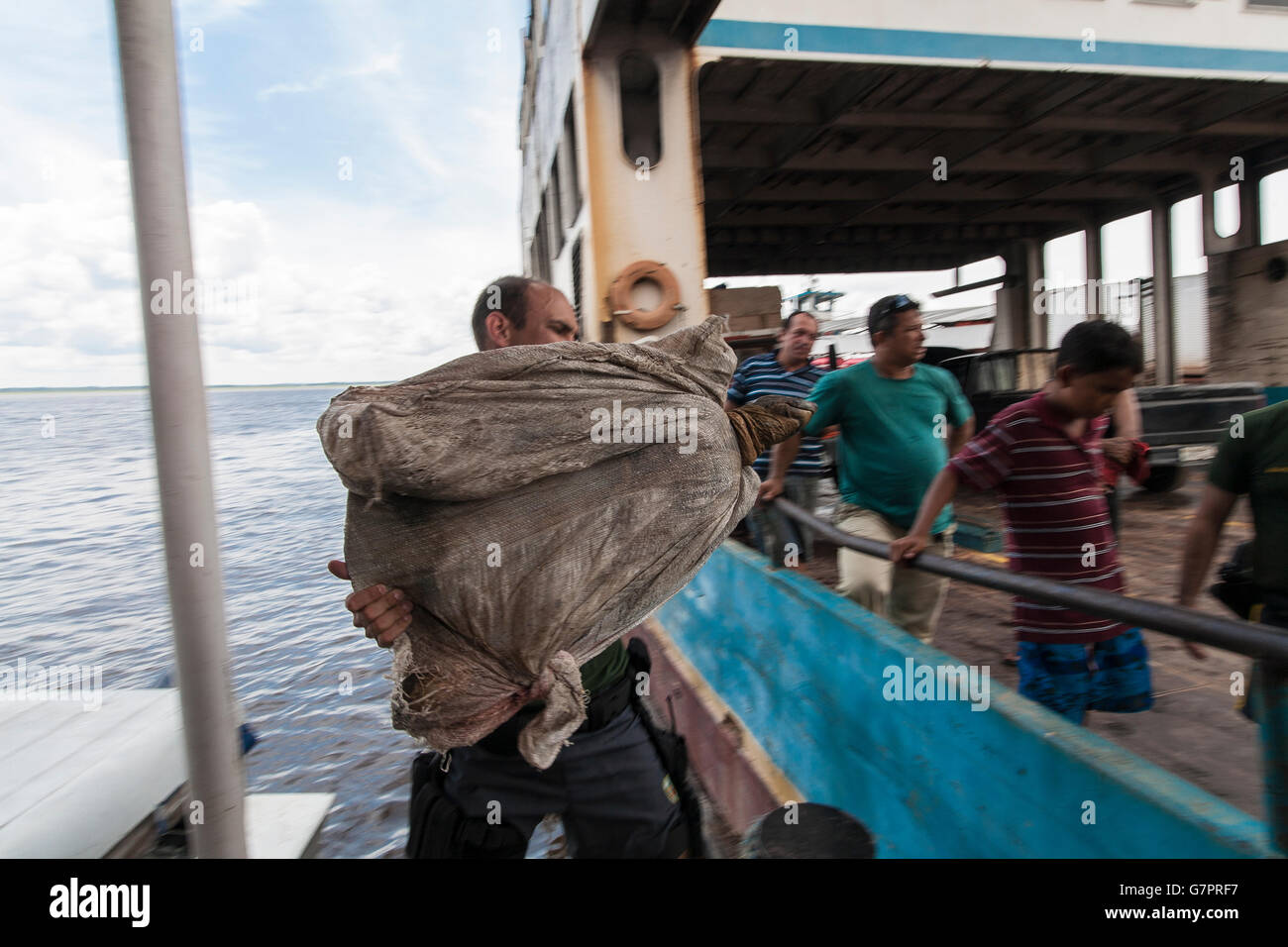 Amazon river turtle, seizure of illegal hunting by Amazonas State ...