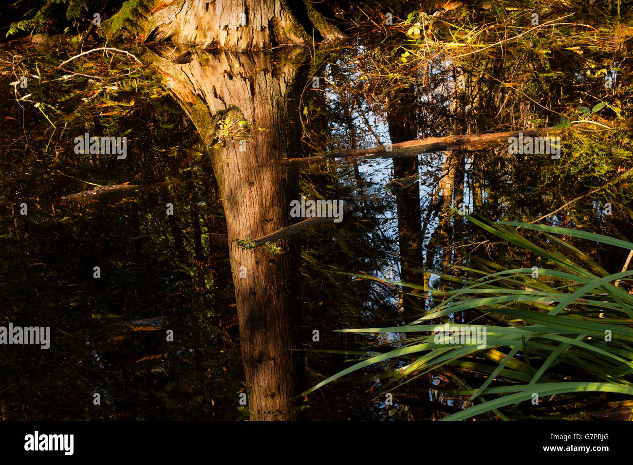 Swamp with tree reflected in small lake and reeds along shoreline Stock ...