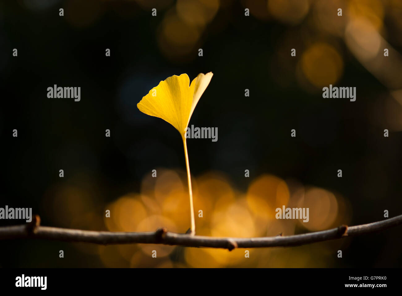 Flower growing from limb with dark background and backlit Stock Photo ...