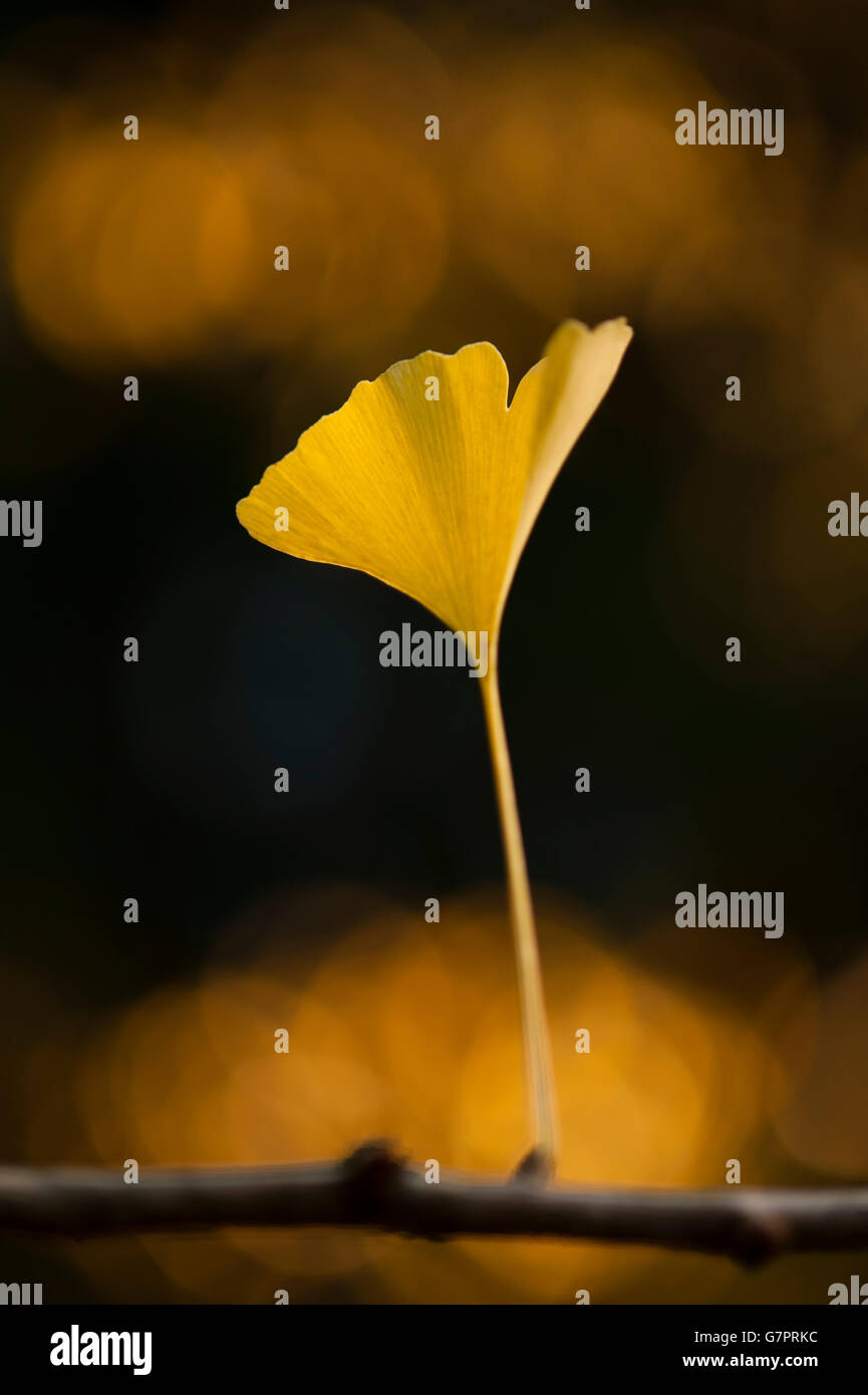 Flower growing from limb with dark background and backlit Pacific ...