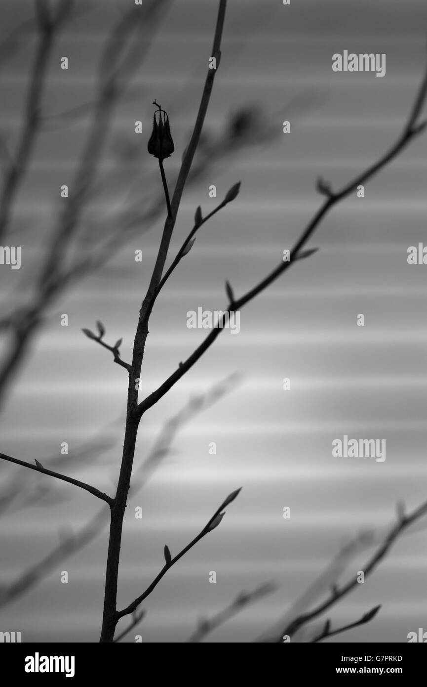 Limb patterns hi-res stock photography and images - Alamy