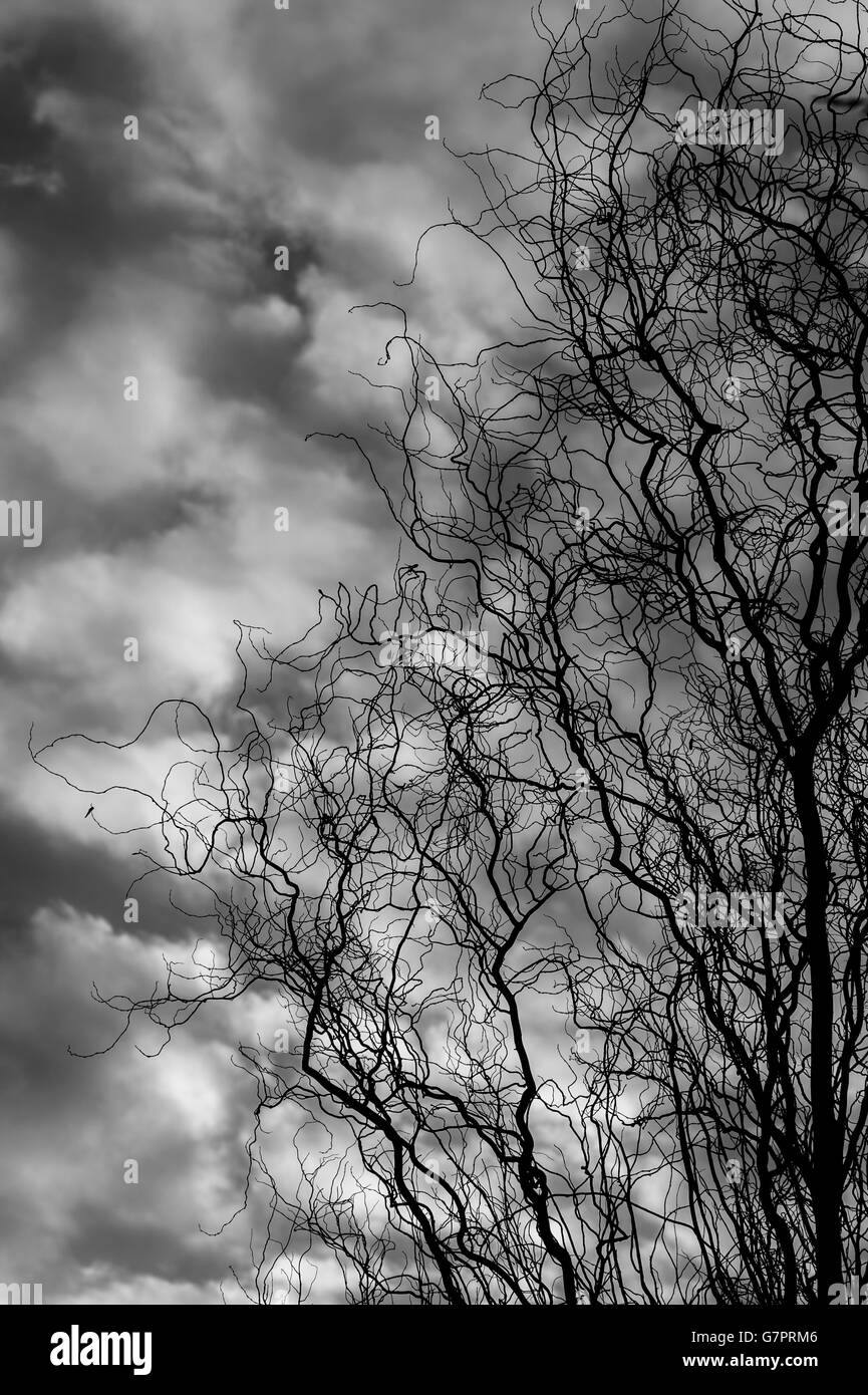 Tree limbs silhouetted hi-res stock photography and images - Alamy