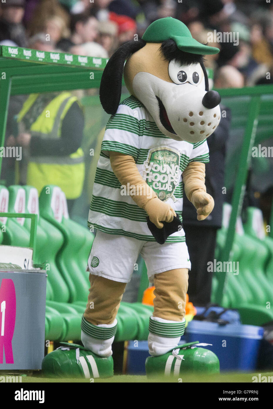 Celtic park celtic mascot hoopy the huddle hound hi-res stock ...