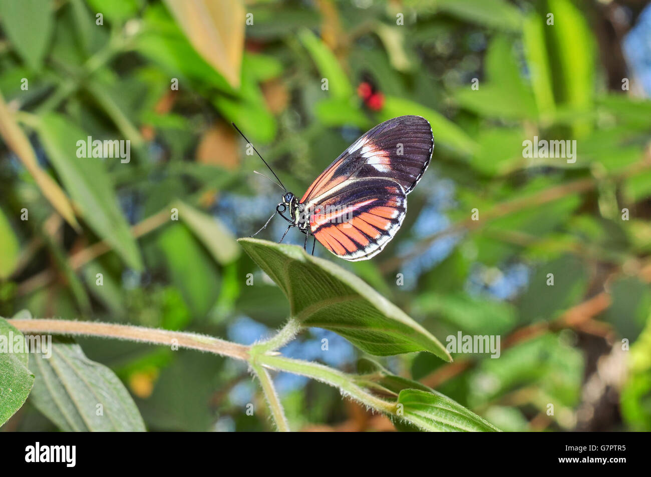 Tiny Red Cattle Heart Butterfly, Amazonian Rainforest, South America ...