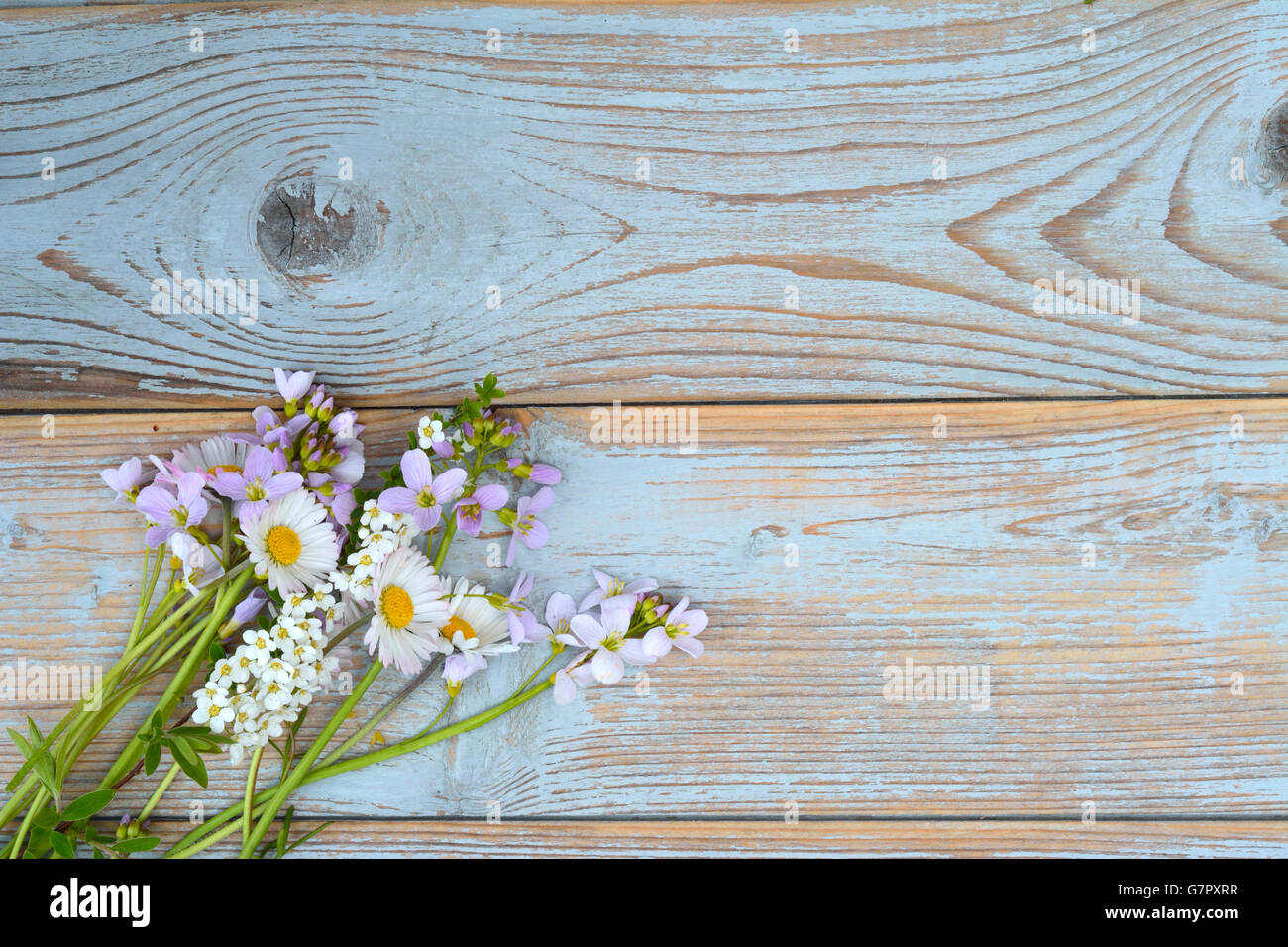 Wild flower border hi-res stock photography and images - Alamy