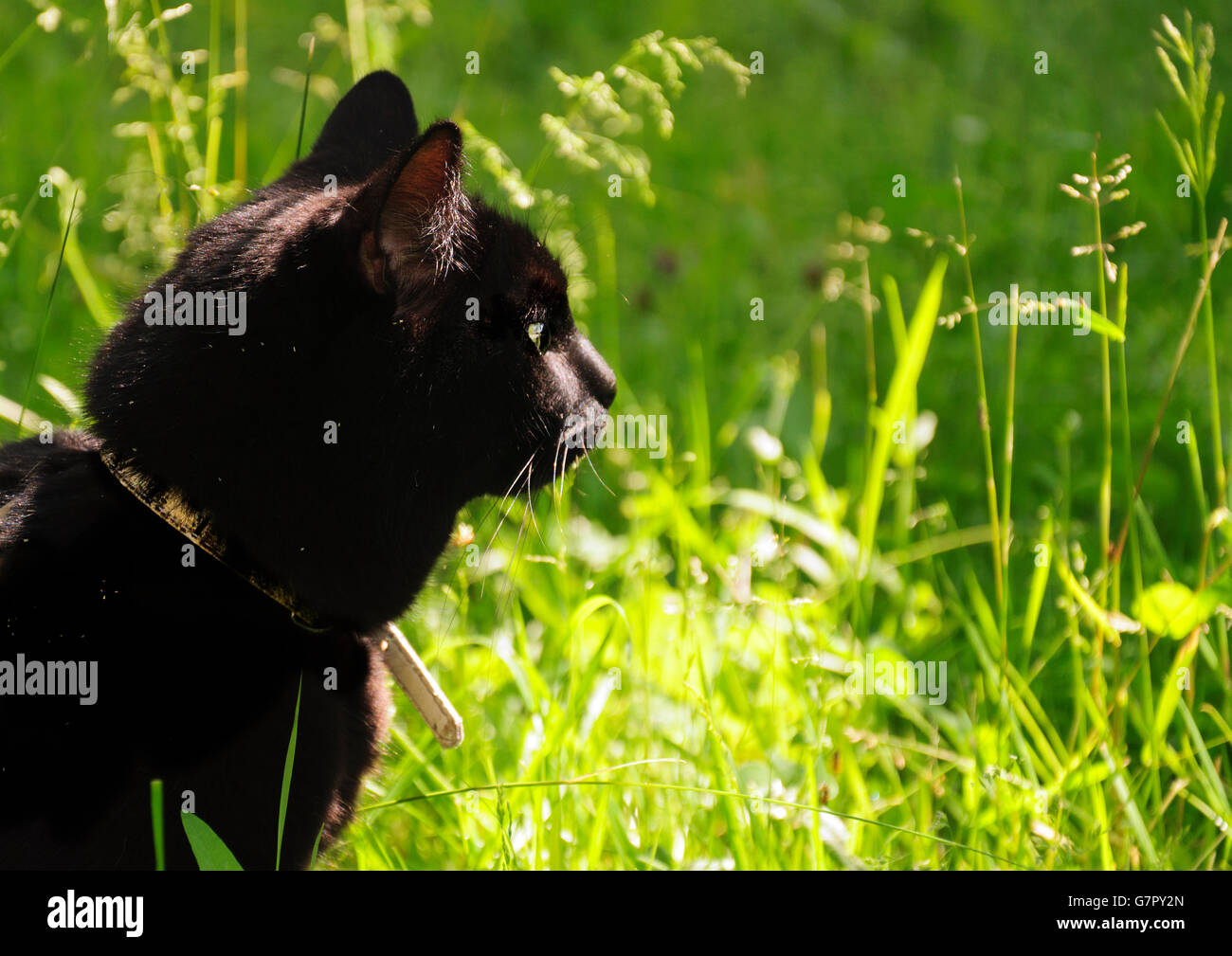 Black cat tree in green hi-res stock photography and images - Alamy