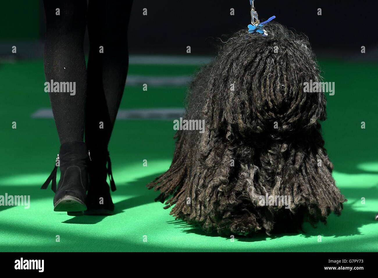 Leo the hungarian puli hi-res stock photography and images - Alamy