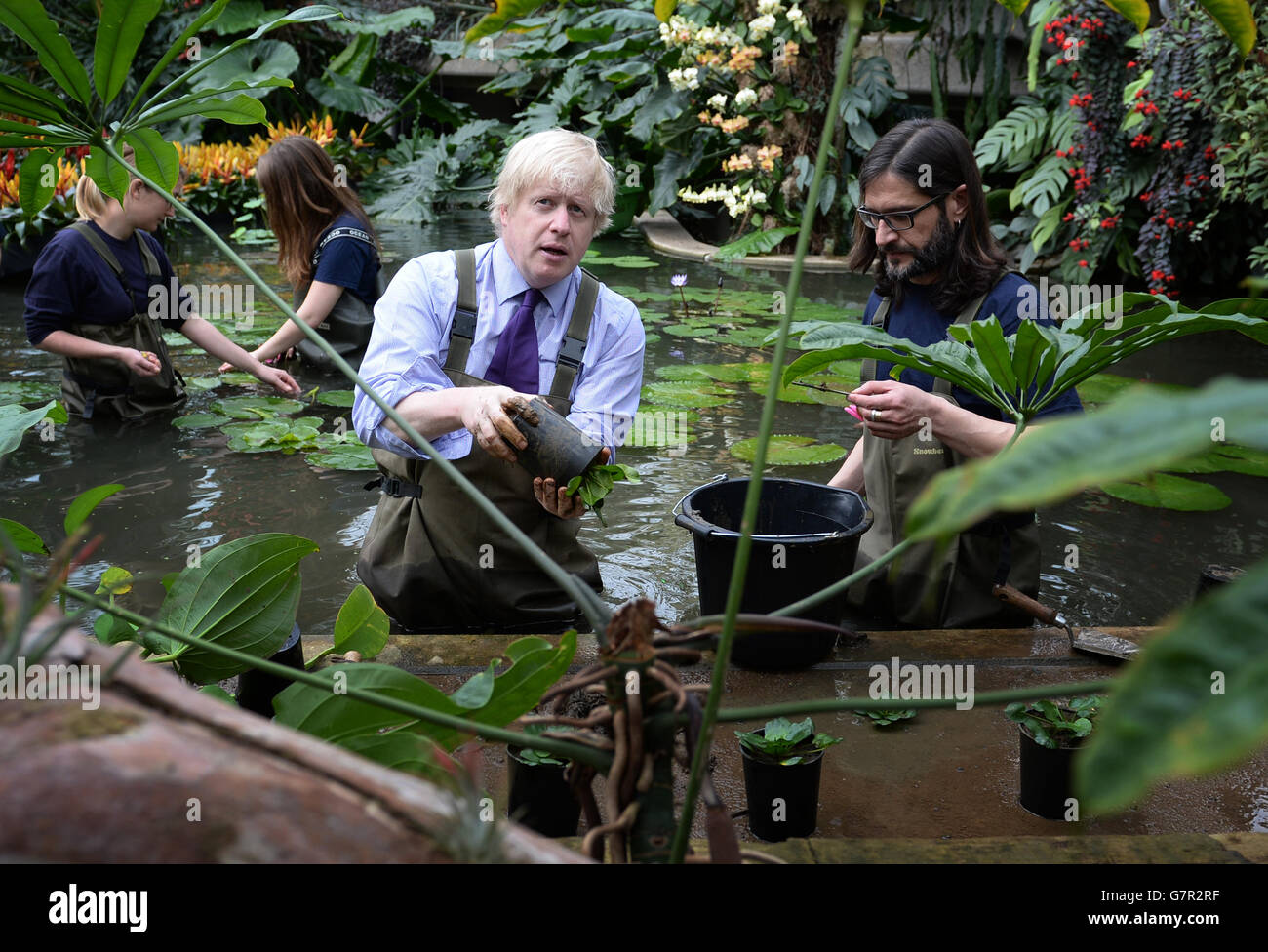 Kew horticulturist carlos magdalena to plant young victoria amazonica ...