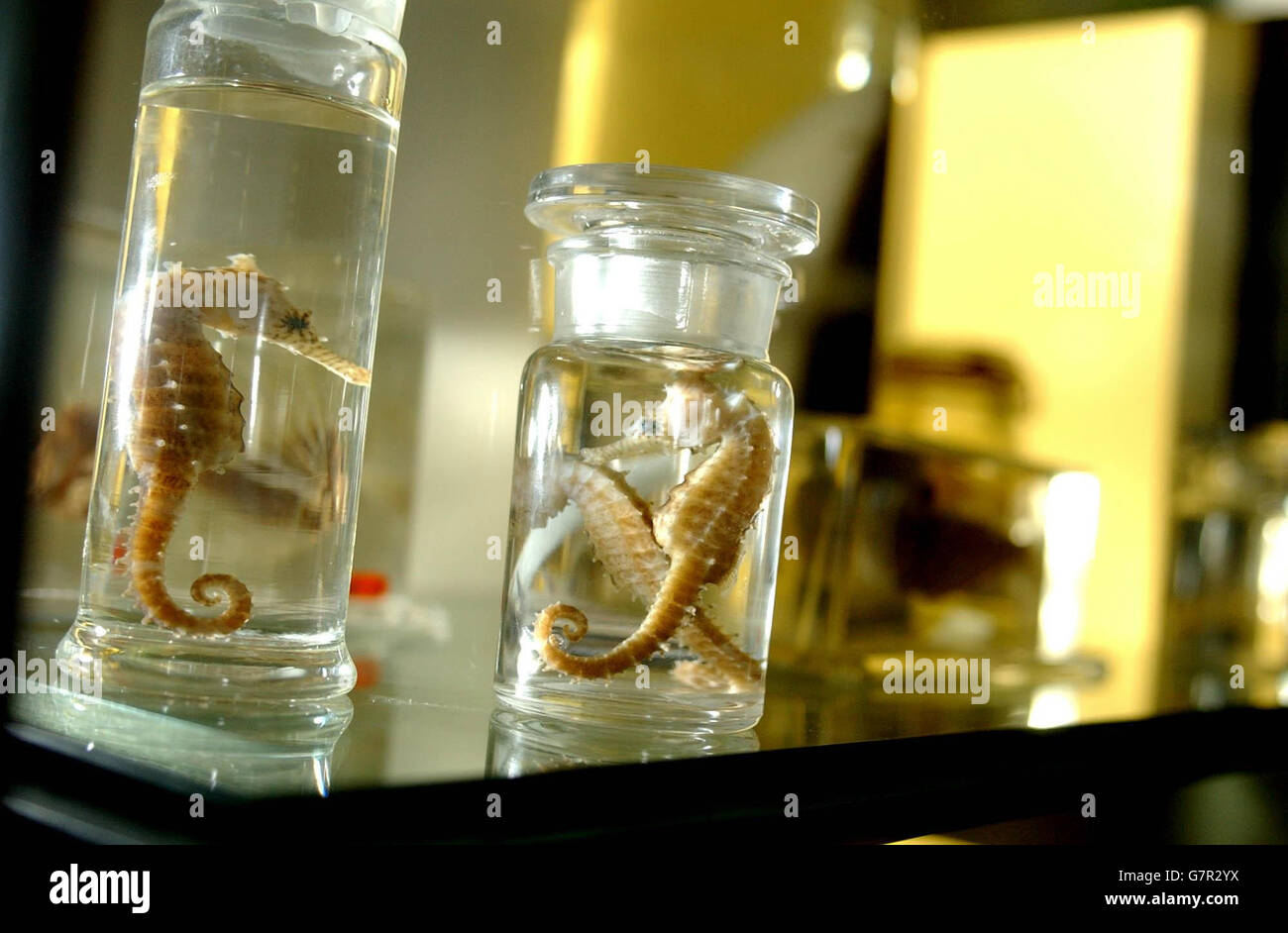 Barcode of Life - press conference -Natural History Museum Stock Photo ...