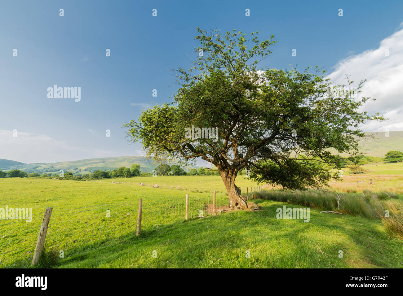 Fresh green grassland hi-res stock photography and images - Alamy