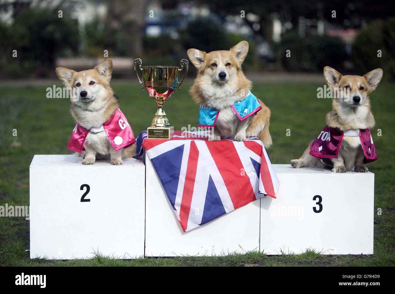 Ladbrokes Barkingham Palace Gold Cup Royal Corgi Race. s April due date ...