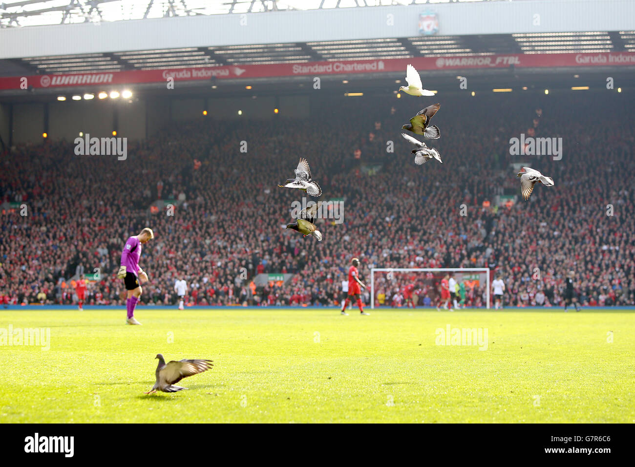 Liverpool pigeons hi-res stock photography and images - Alamy