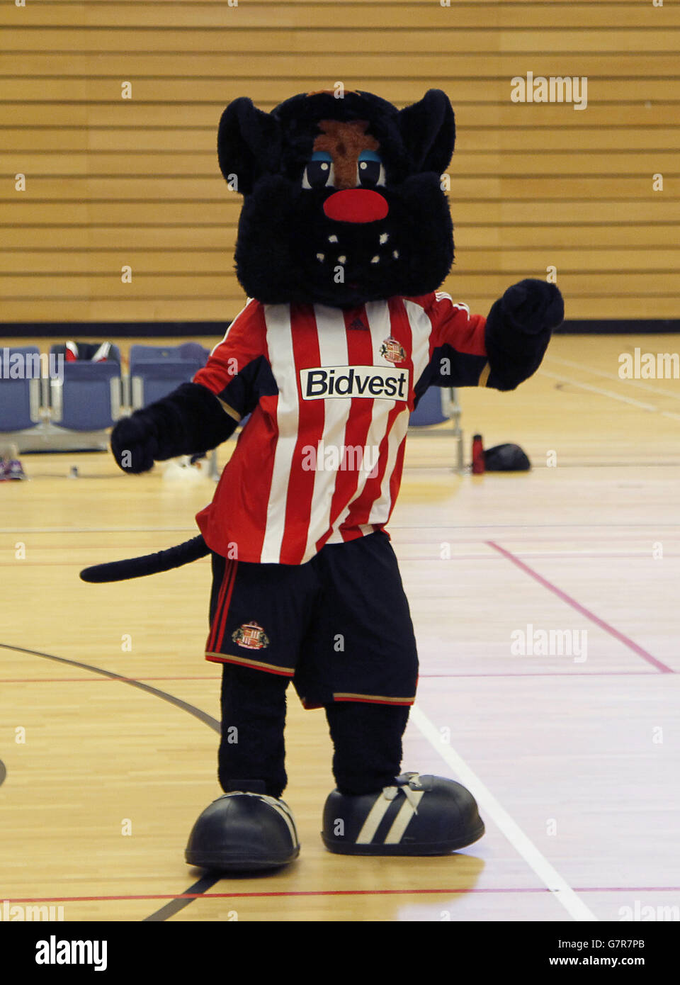 Samson the cat hi-res stock photography and images - Alamy