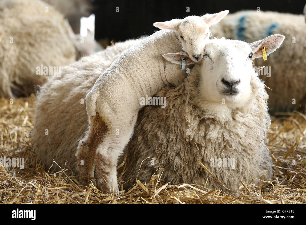 Lambing at Cannon Hall Farm, South Yorkshire, which has opened its ...