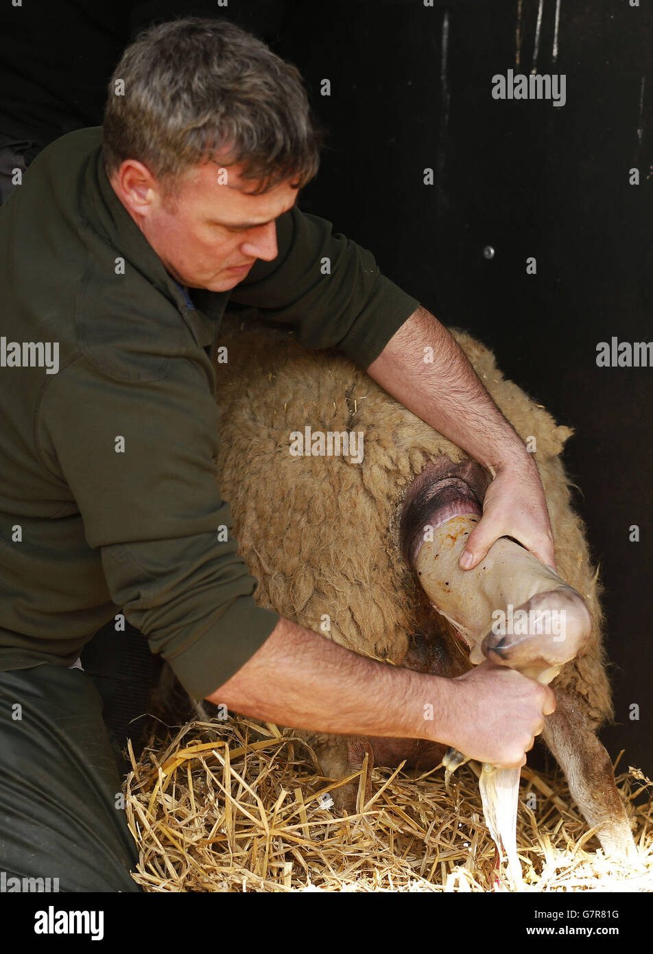 NOTE GRAPHIC CONTENT Farmer David Nicholson delivers a lamb at Cannon ...