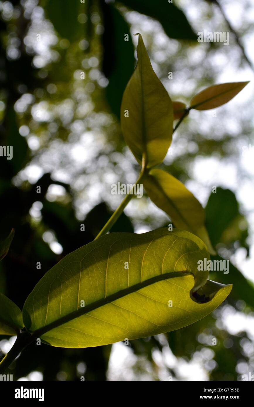 leaves on a tree in sri lanka Stock Photo - Alamy