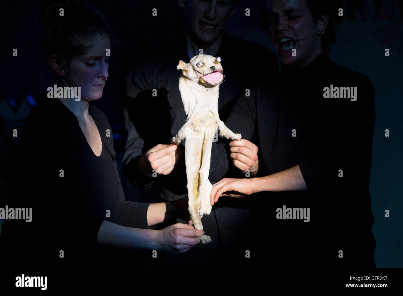 Taxidermy animals hi-res stock photography and images - Alamy