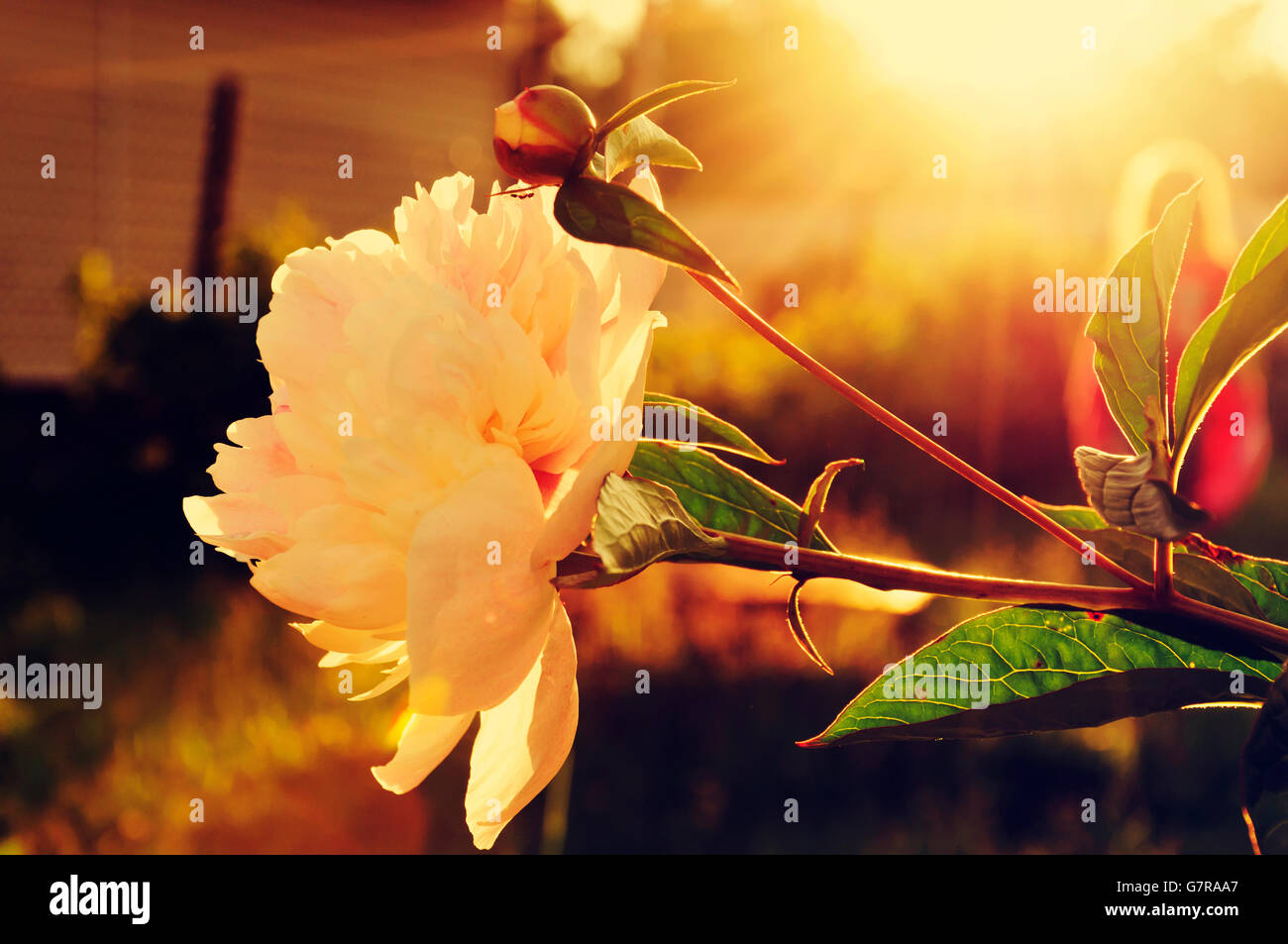 Garden blooming peonies summer hi-res stock photography and images - Alamy