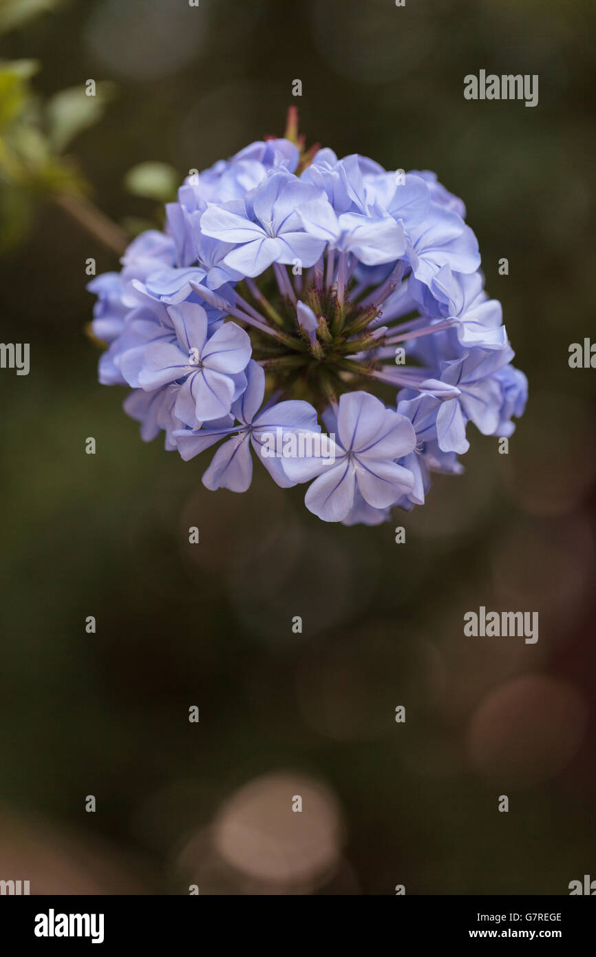 Blue flowers of Petrea volubilis, also called the sandpaper vine, which ...