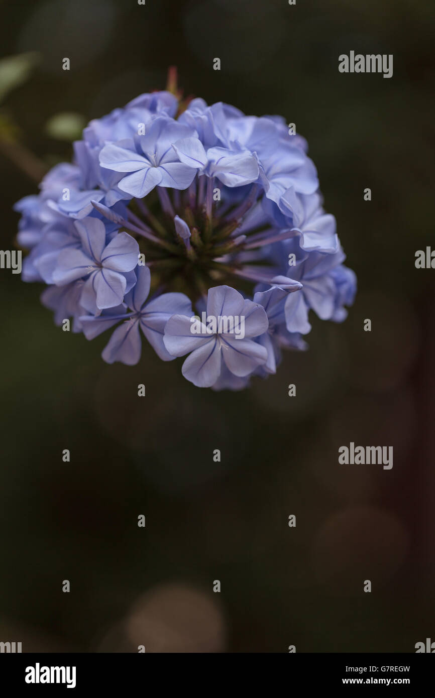 Blue flowers of Petrea volubilis, also called the sandpaper vine, which ...