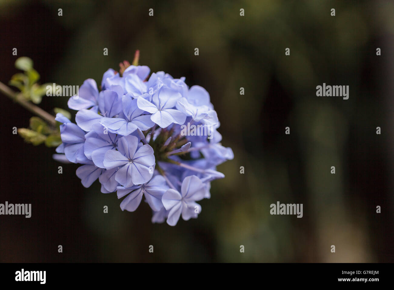 Blue flowers of Petrea volubilis, also called the sandpaper vine, which ...