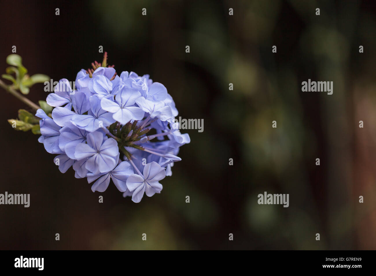 Blue flowers of Petrea volubilis, also called the sandpaper vine, which ...