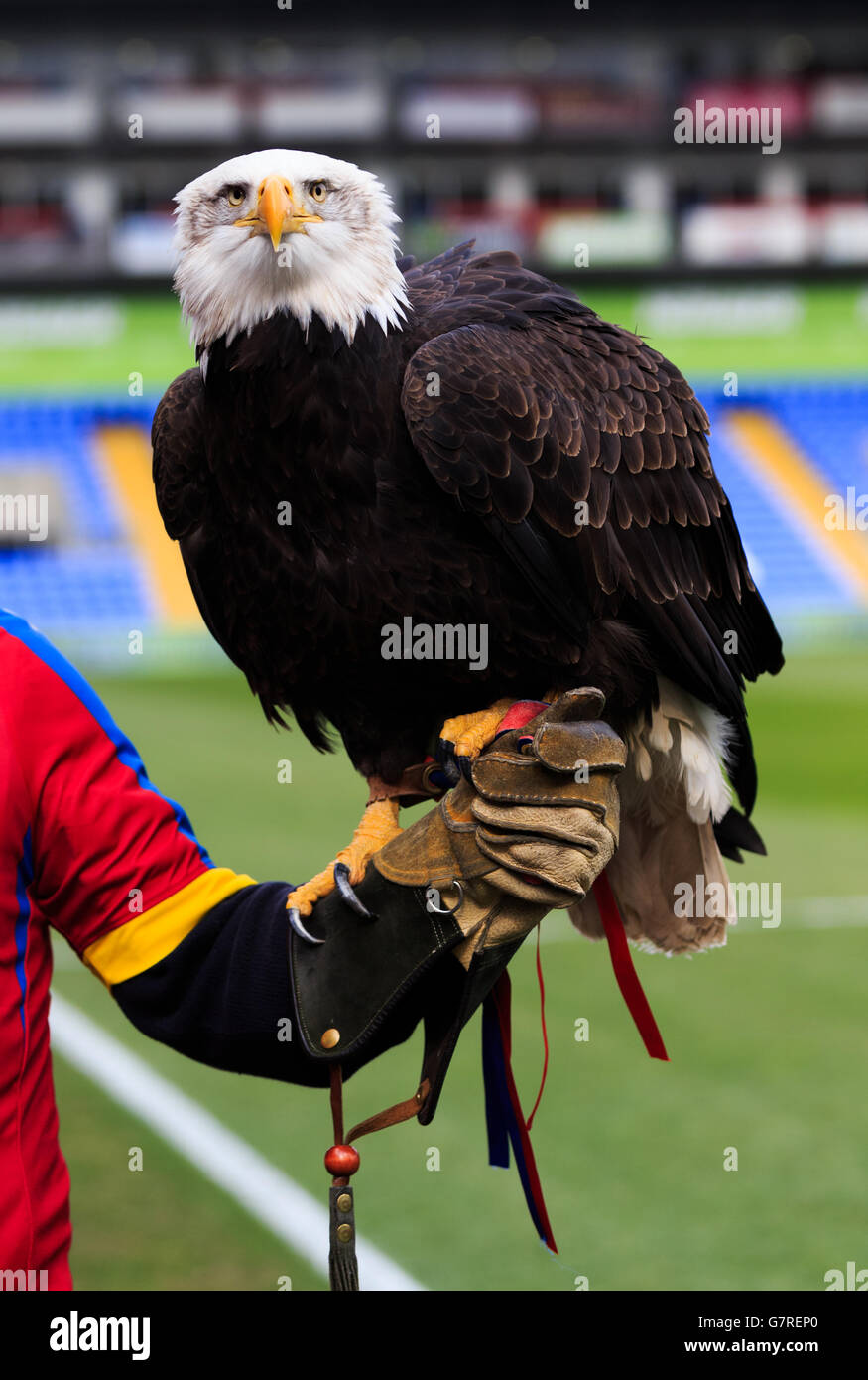 Crystal palace kayla eagle barclays premier league match selhurst park ...