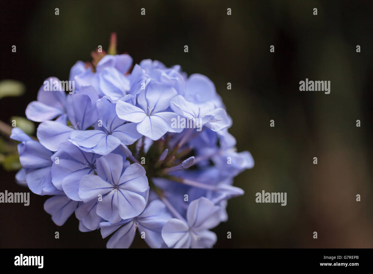 Blue flowers of Petrea volubilis, also called the sandpaper vine, which ...
