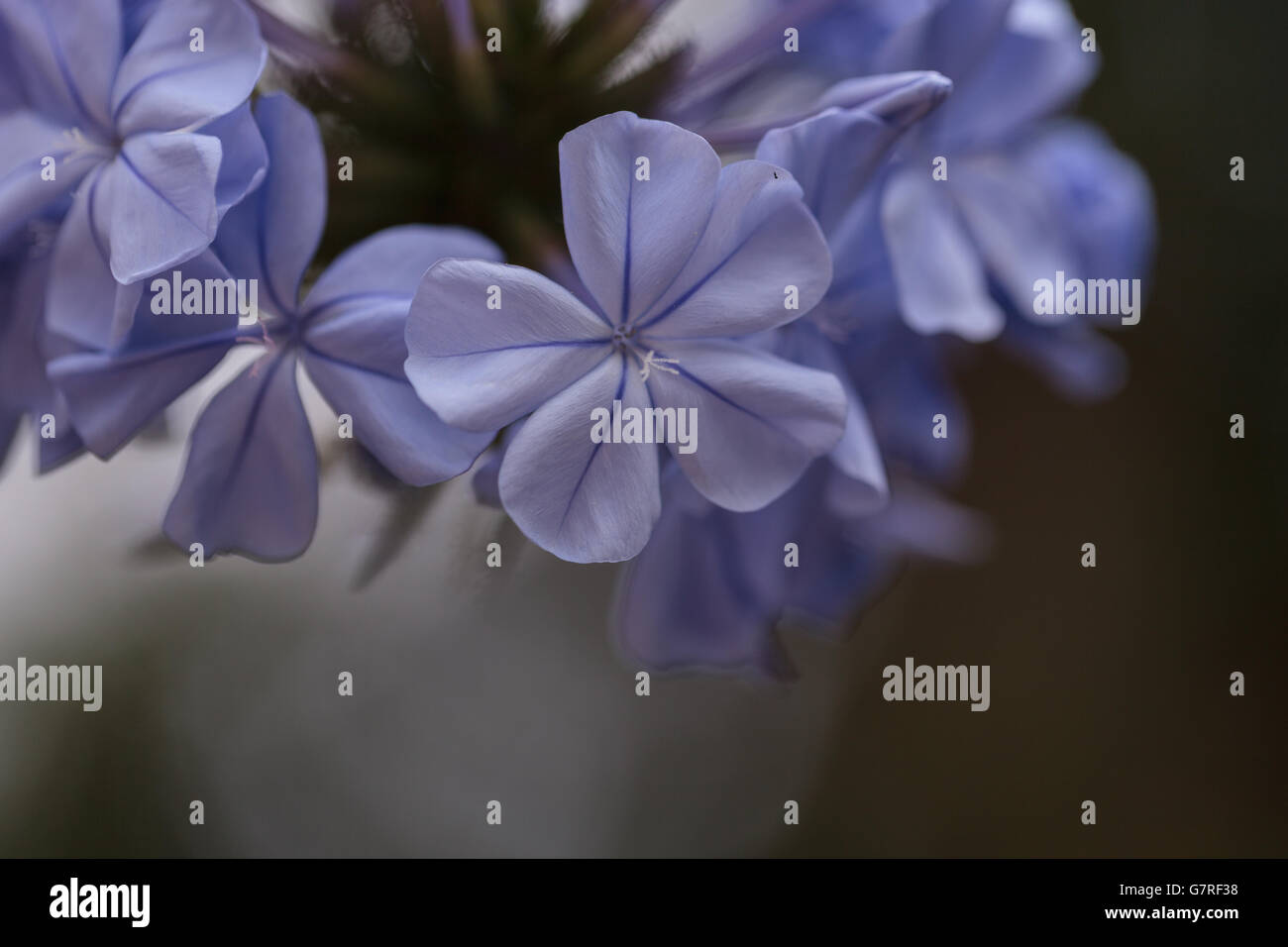 Blue flowers of Petrea volubilis, also called the sandpaper vine, which ...