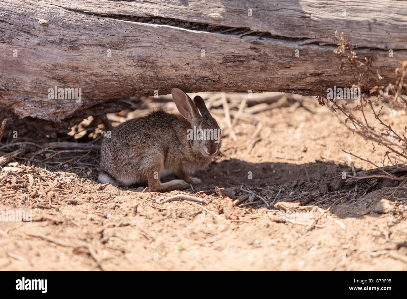 Juvenile rabbit, Sylvilagus bachmani, wild brush rabbit rests under a ...