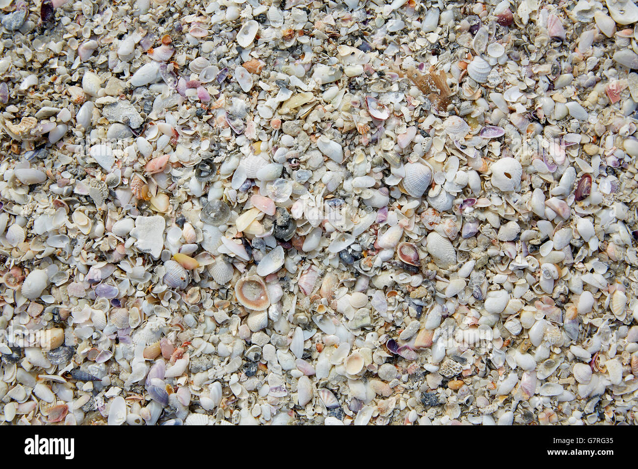 Florida Fort Myers beach sea shells sand in USA Stock Photo - Alamy