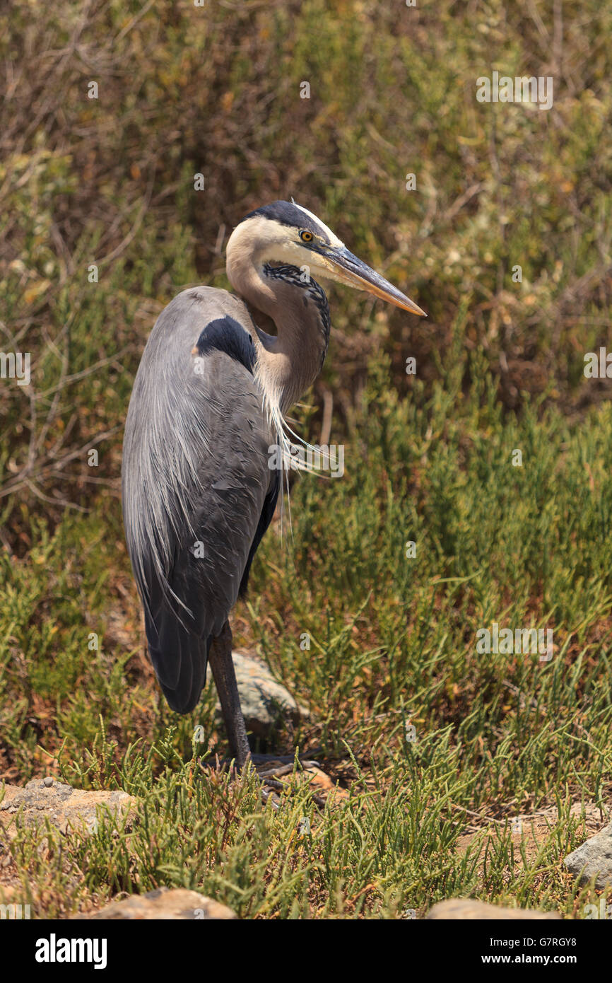 Great blue heron bird, Ardea herodias, in the wild, foraging in a lake ...