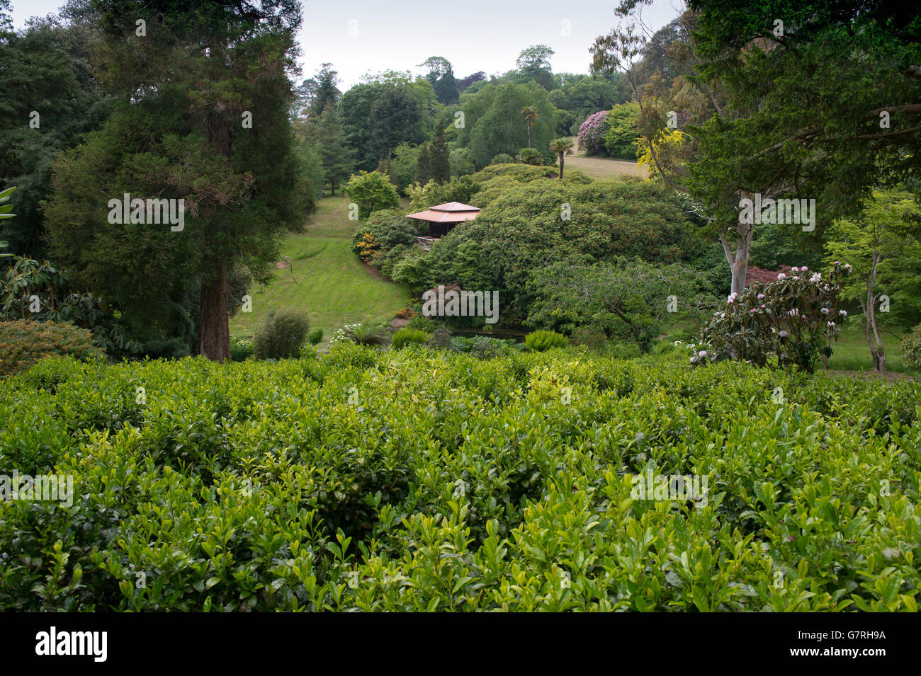 Tea plantation on the Tregothnan Estate,Tresillion,Cornwall,the first ...