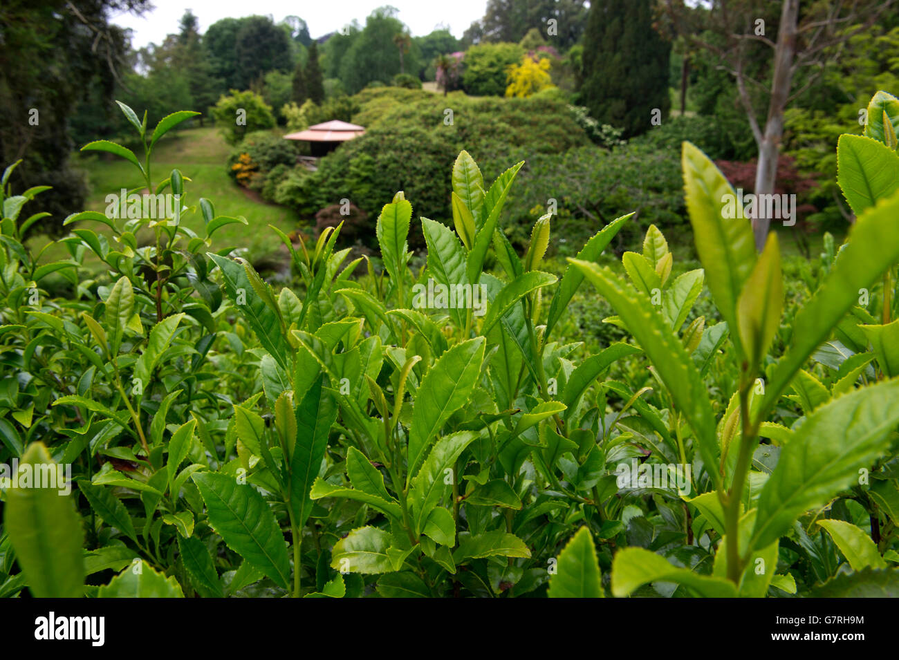 Tea plantation cornwall hi-res stock photography and images - Alamy