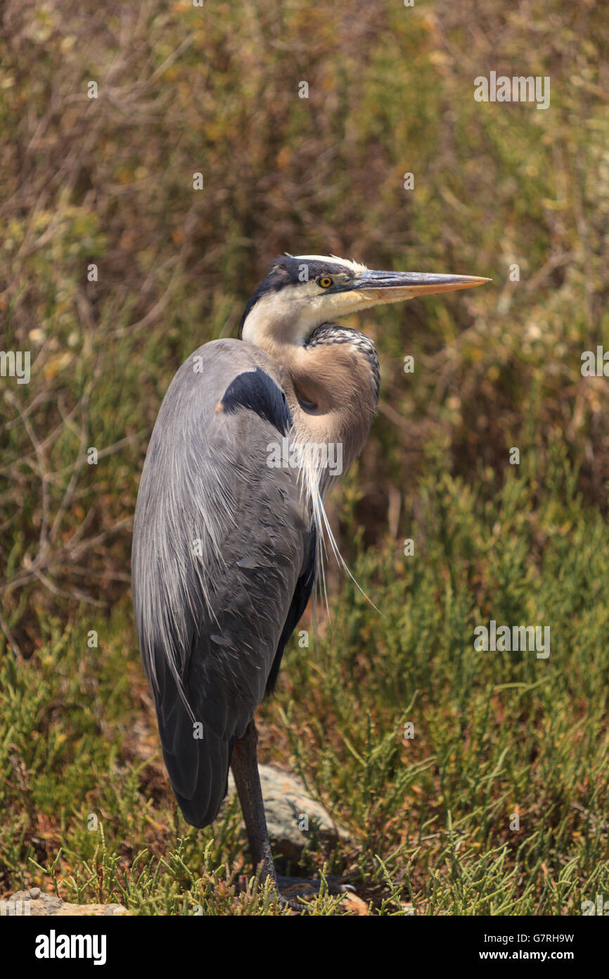 Great blue heron bird, Ardea herodias, in the wild, foraging in a lake ...